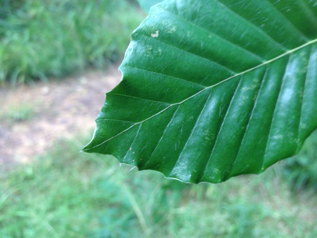 Review: Woodland Trust British Tree Identification App - Cultivated ...