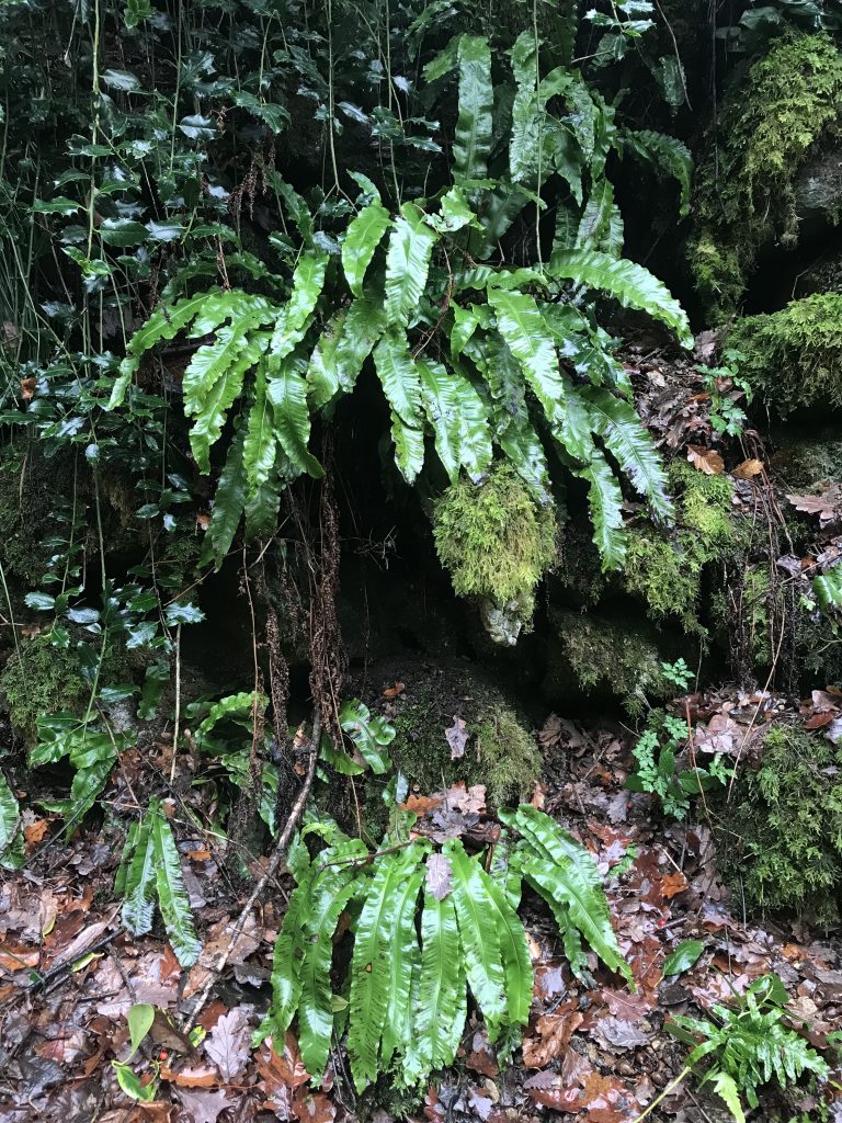 Why I can’t get enough of Yew: Assessing your garden in winter ...
