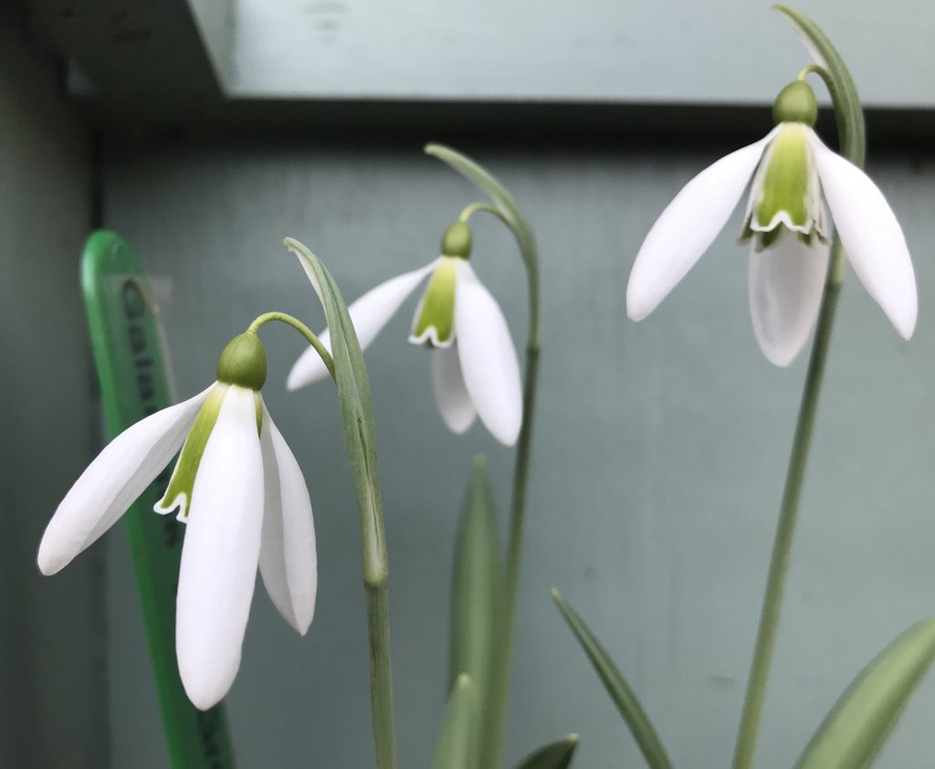 Snowdrops - heralding an approaching spring - Cultivated Gardener