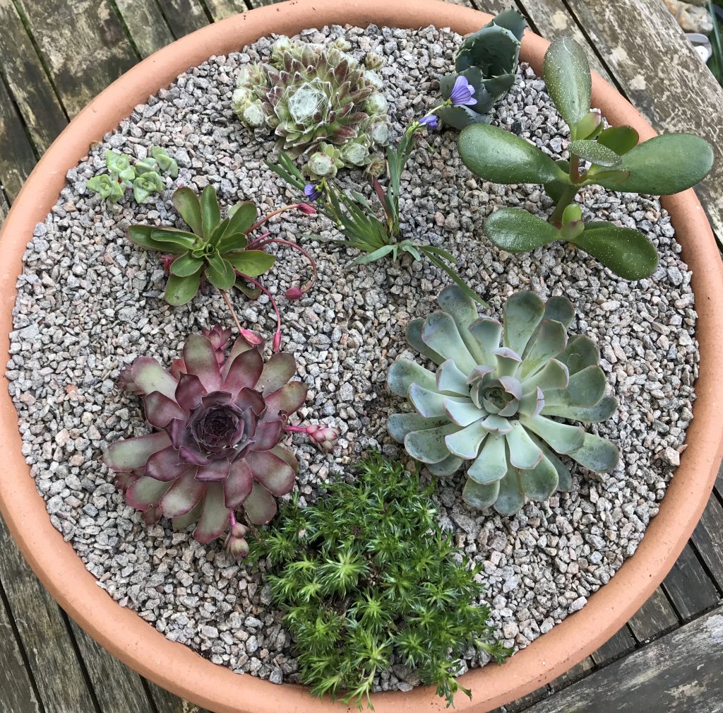Containers - Making an alpine trough - Cultivated Gardener